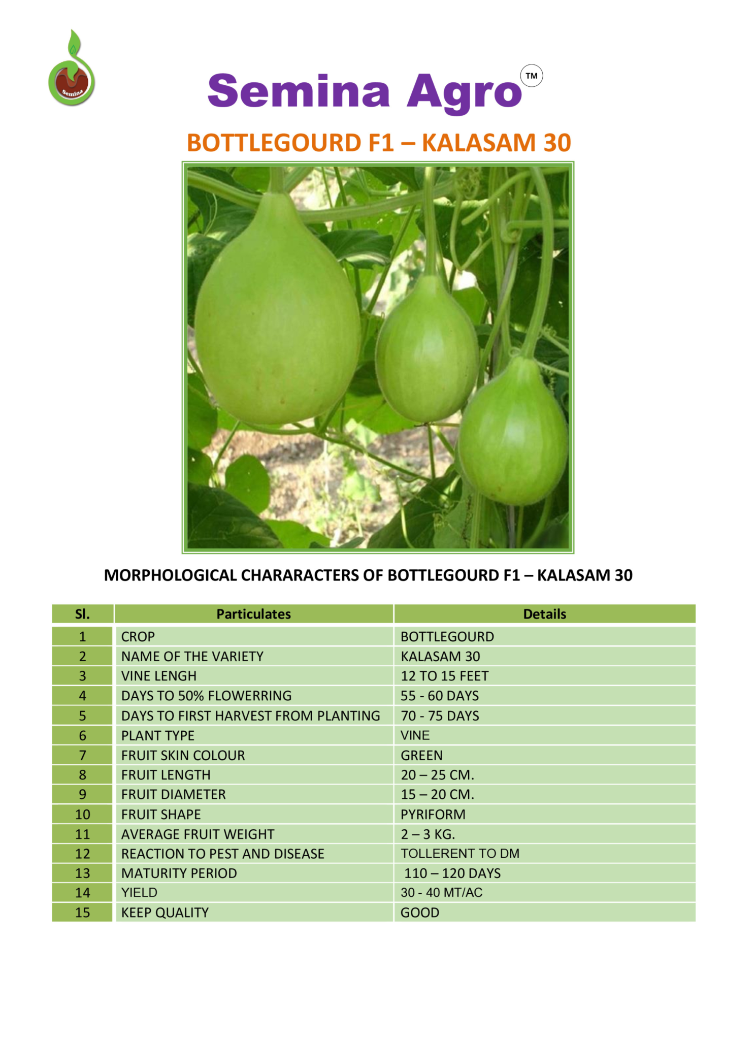 Vegetable Seeds – Semina Agro