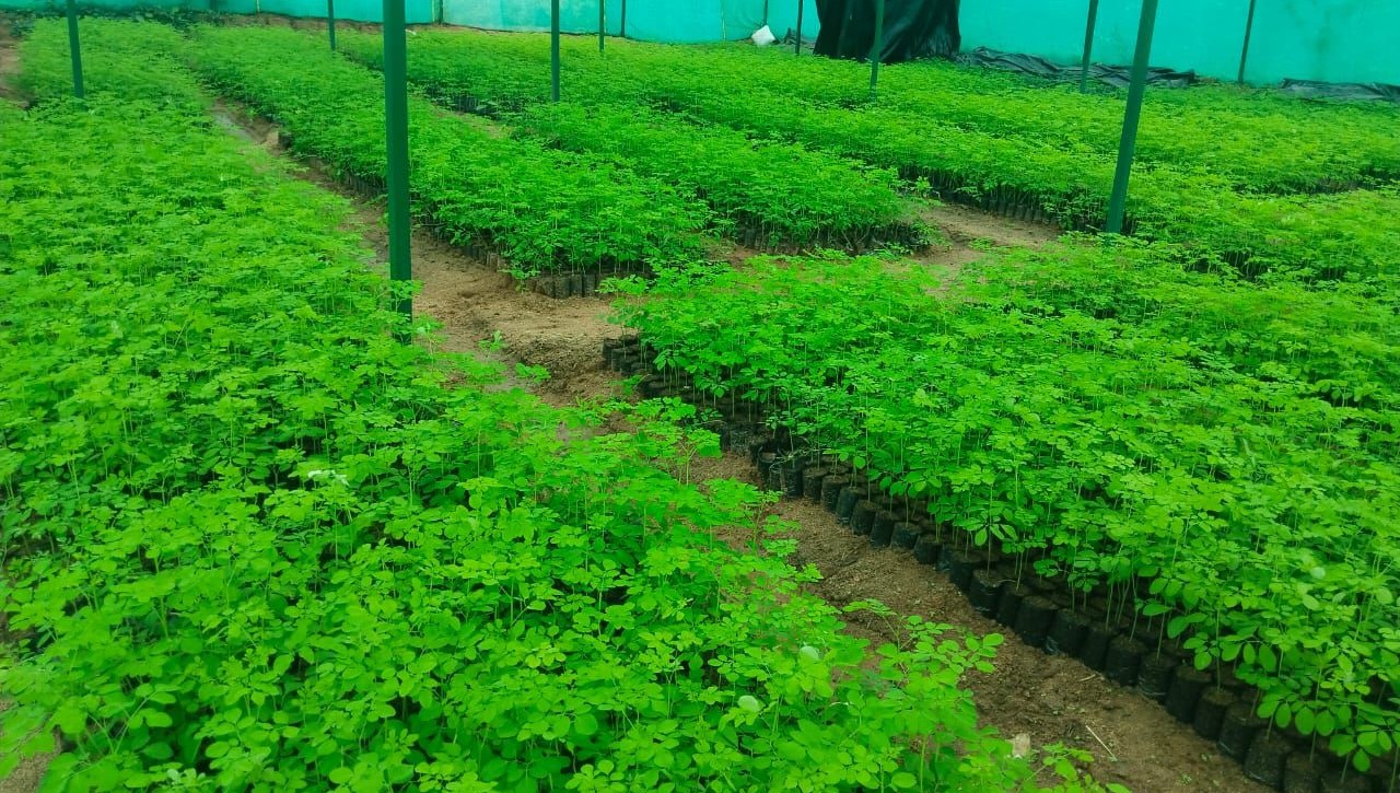 Moringa (Seed & Saplings) – Semina Agro