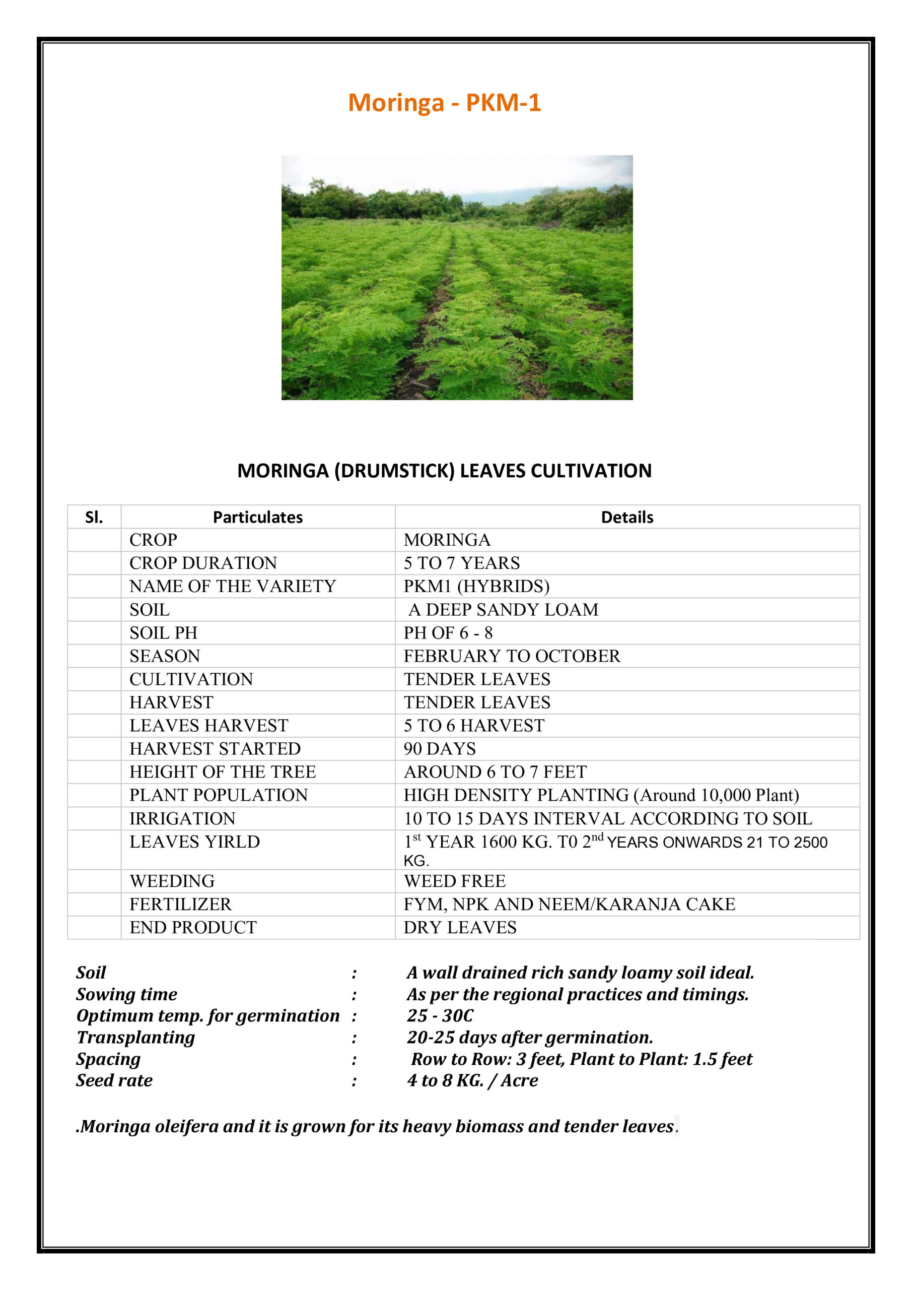 Moringa (Seed & Saplings) – Semina Agro