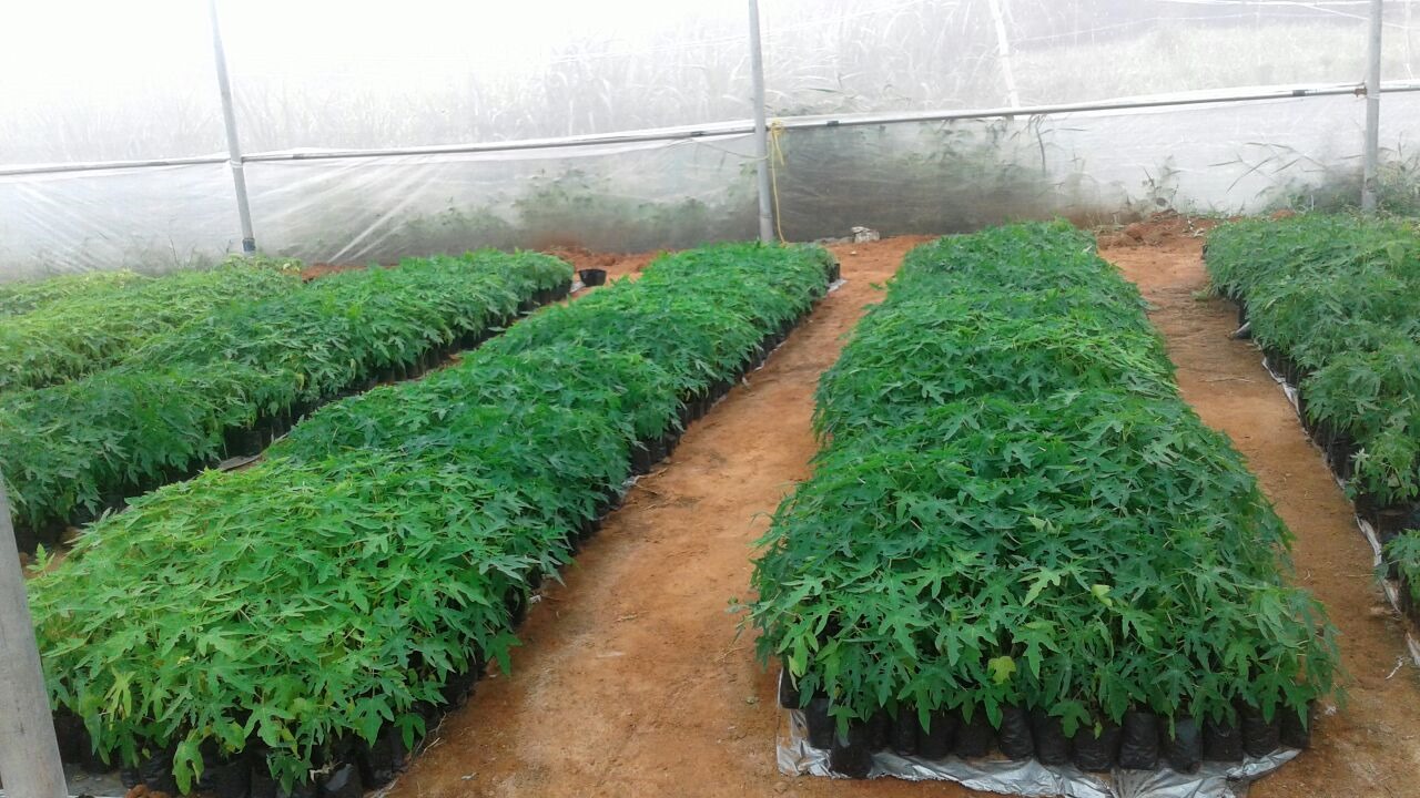 Papaya (Seed & Saplings) – Semina Agro
