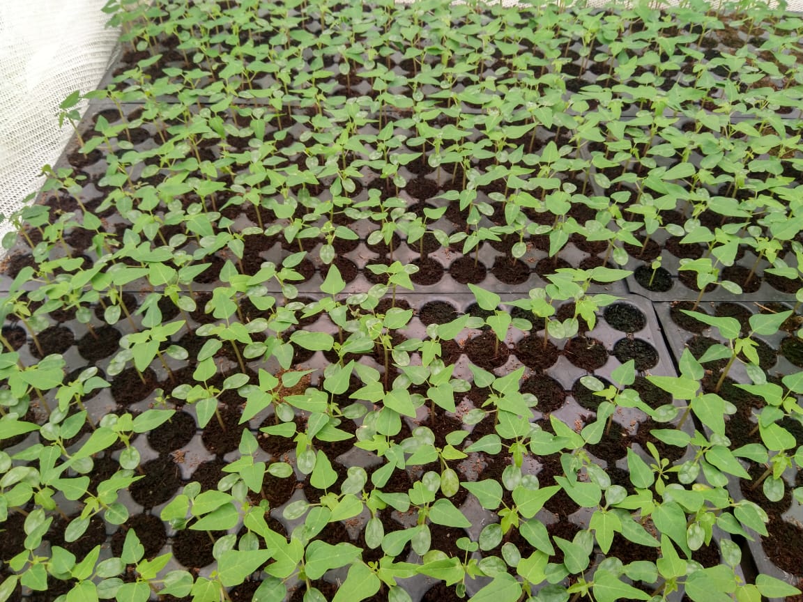 Papaya (Seed & Saplings) – Semina Agro